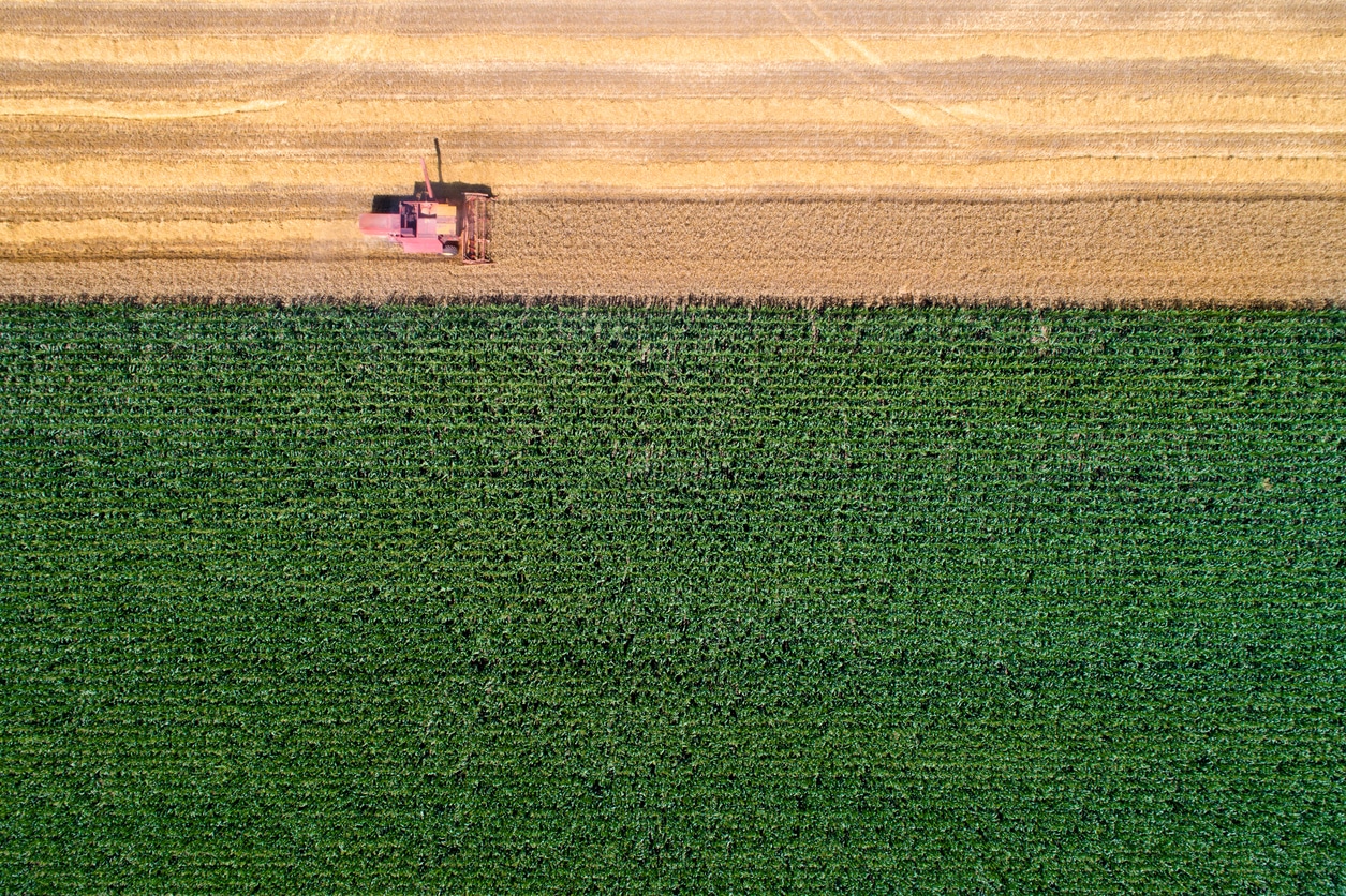 Weed Control Organic Farming | Weed Management Guide