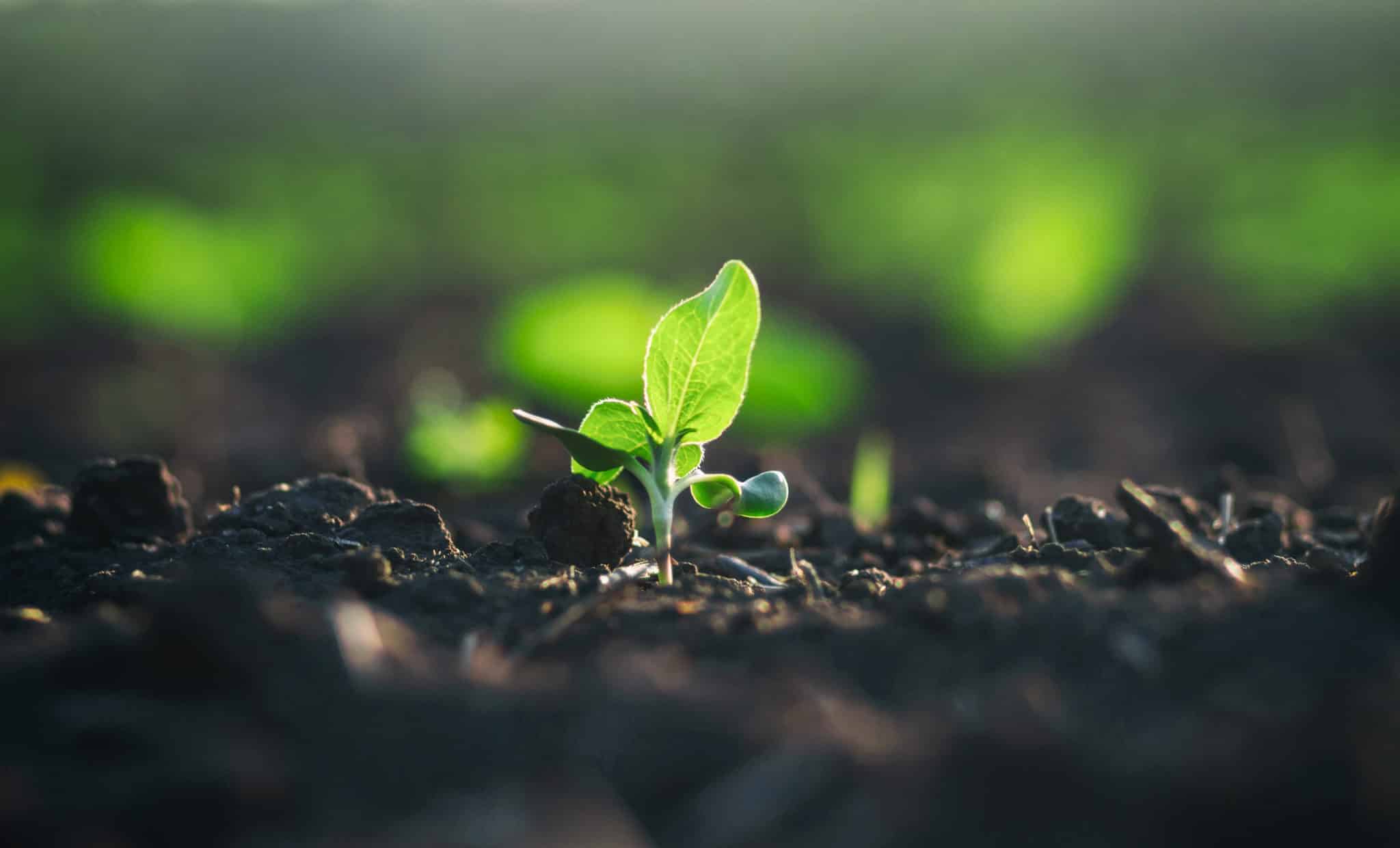 Buy Bulk Chicken Manure Pellets + Delivery | Crop Fertility Services