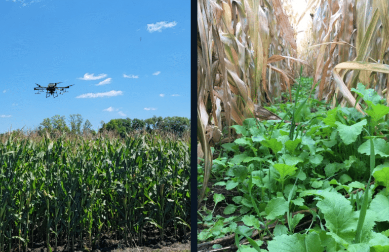 Cover Crops | Organic Farming Cover Crop Use Guide