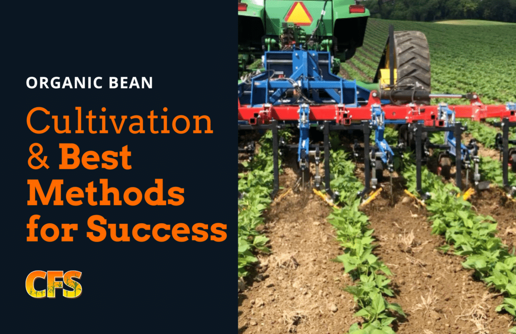 Cultivating Organic Beans | How To Cultivate Organic Beans