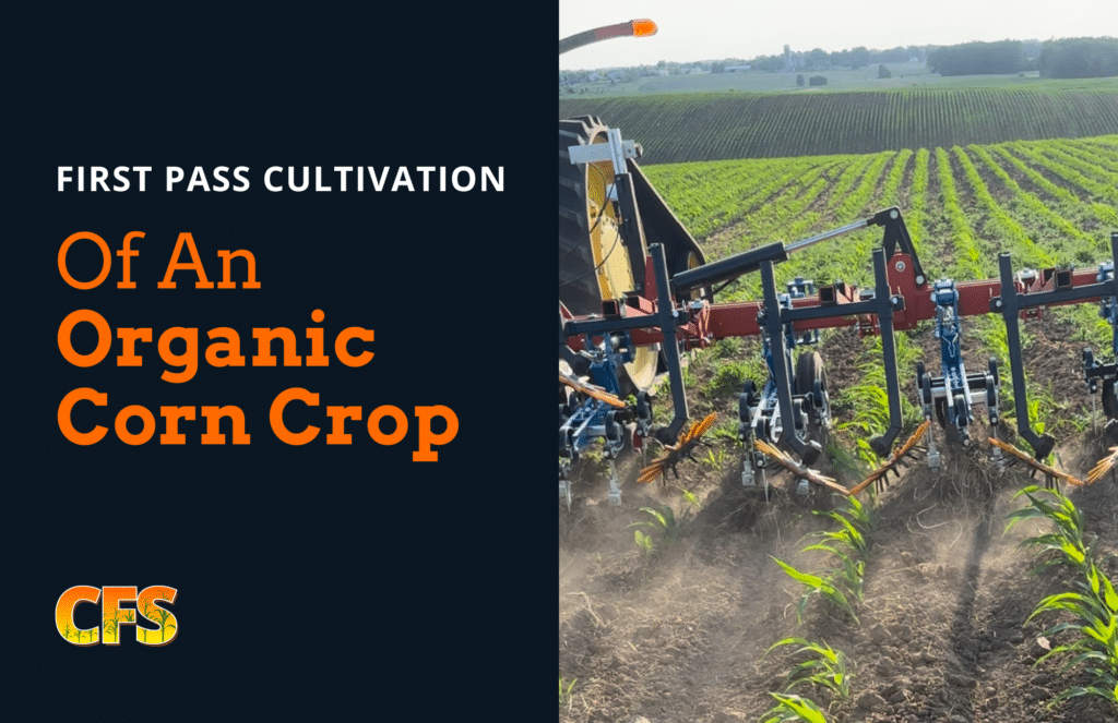 First Pass Cultivation Organic Corn Crop | Weed Control