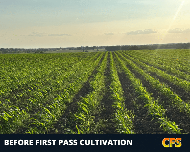 First Pass Cultivation Organic Corn Crop | Weed Control